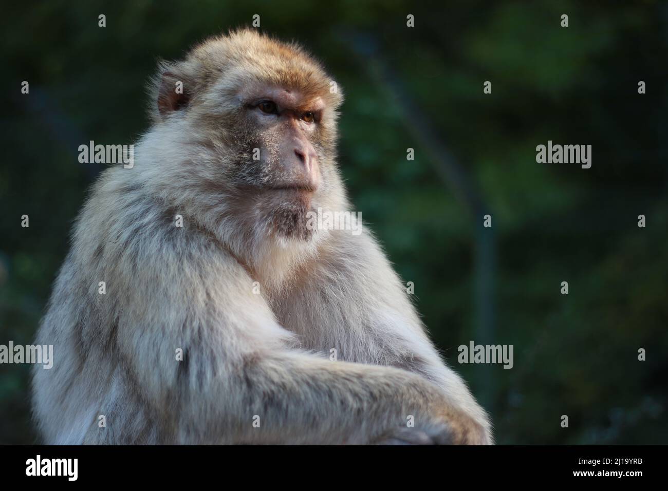 The close-up shot of the rhesus macaque, colloquially rhesus monkey, is ...