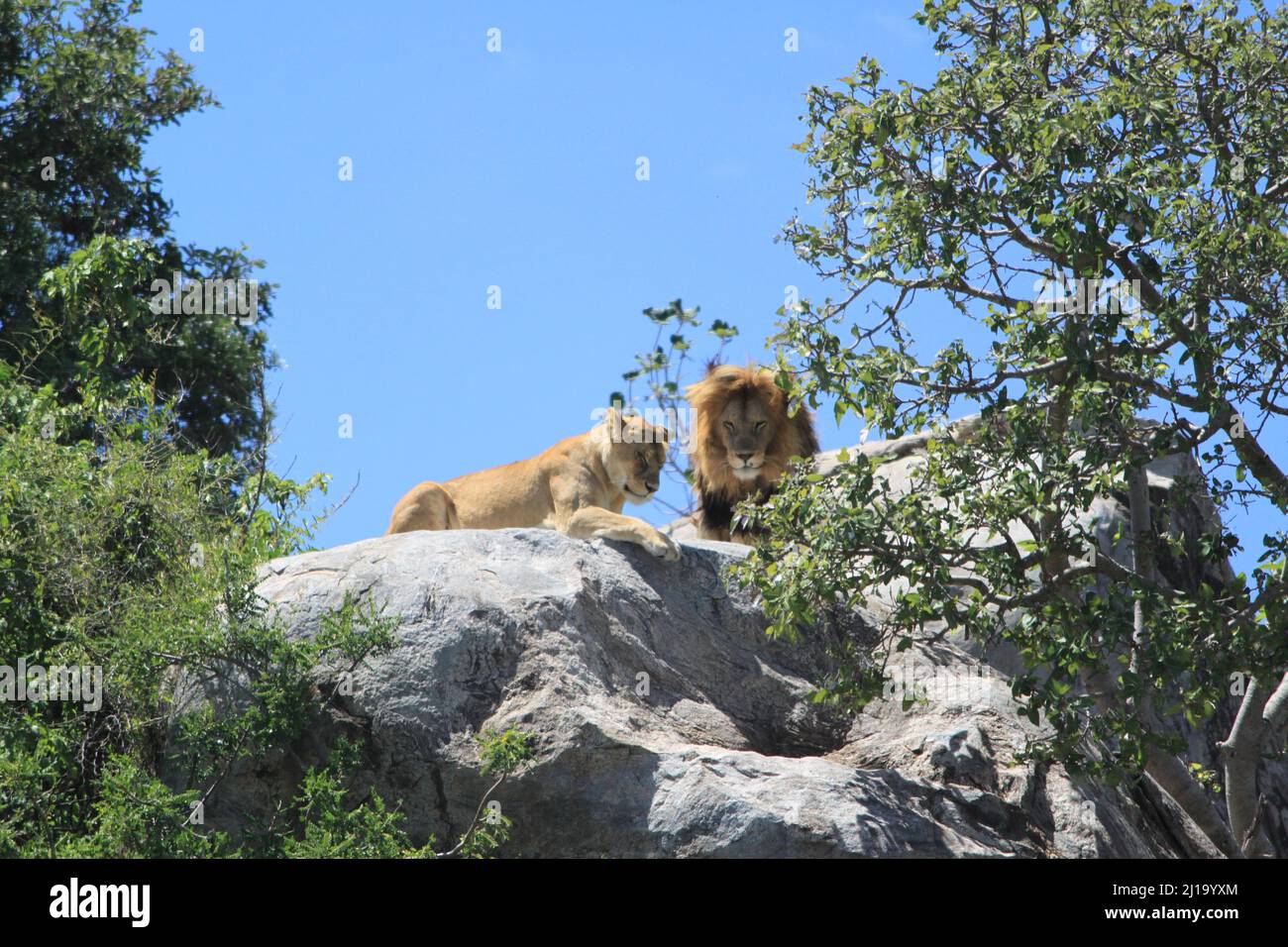 The beautiful low angle shot of a lion couple lying on a hot cliff and ...