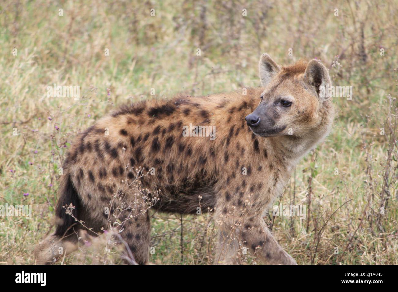 The close-up shot of a Spotted Hyena on an African savanna Stock Photo ...