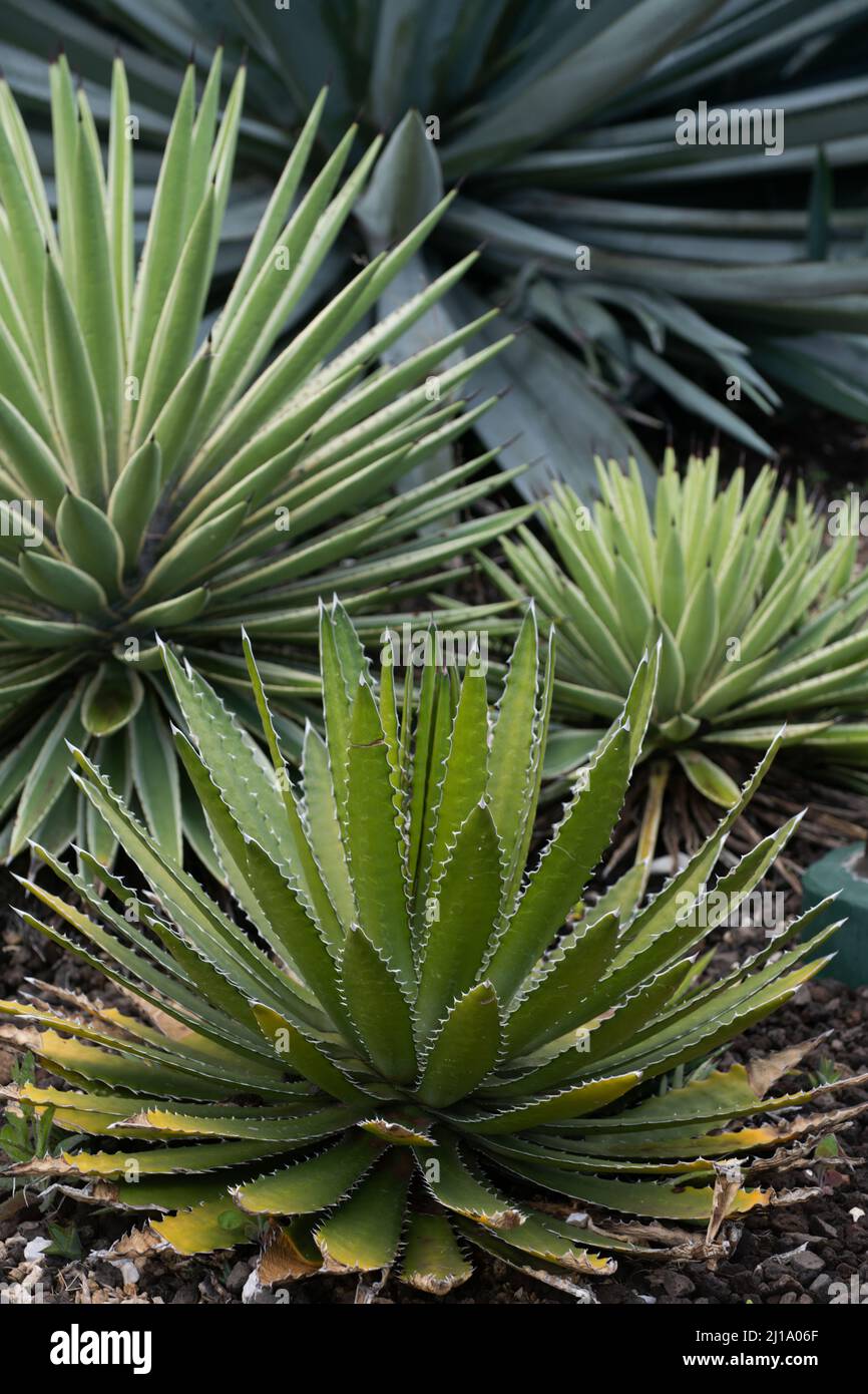 Cactus backdround, cacti design or cactaceae pattern Stock Photo - Alamy