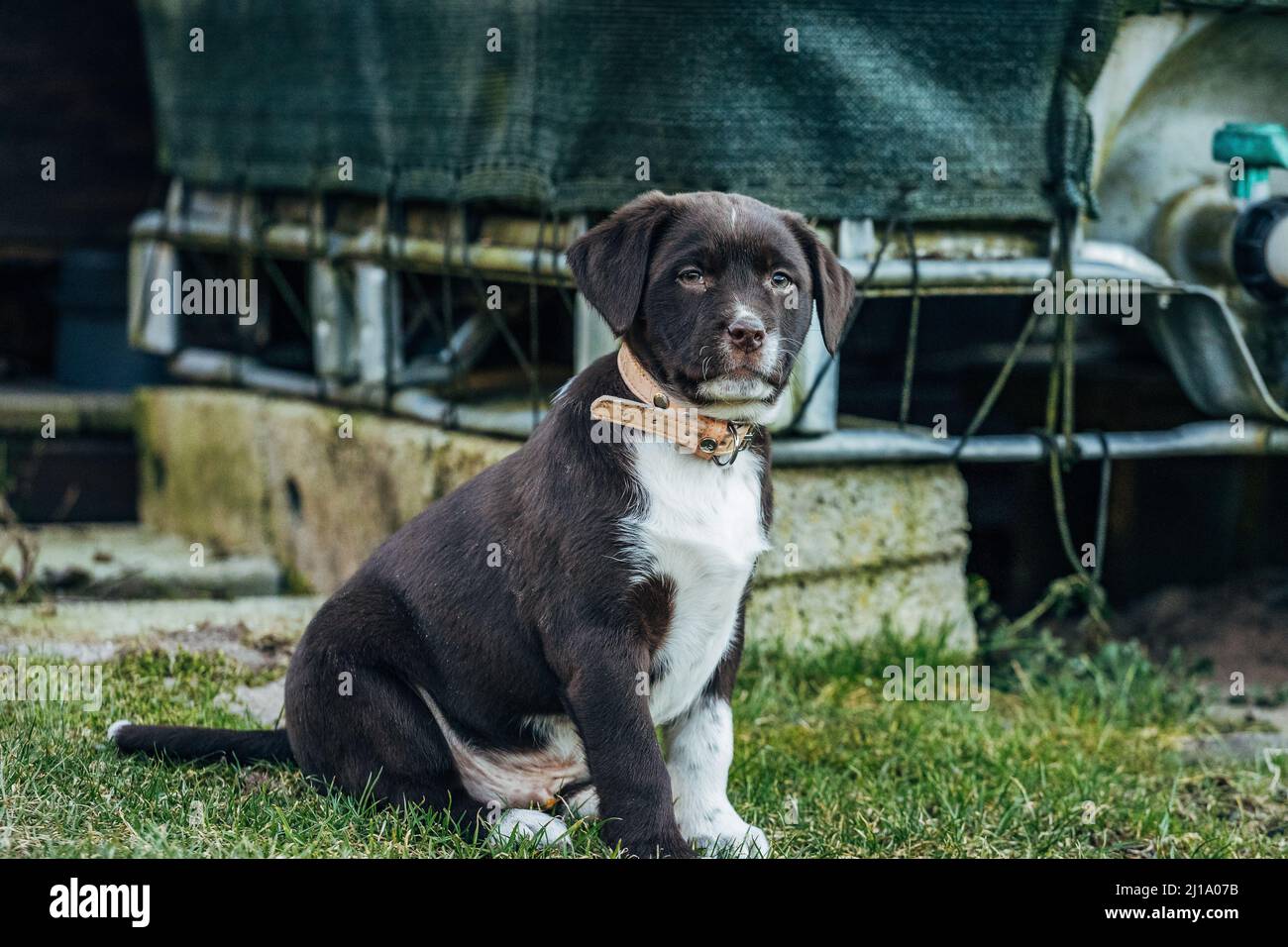 Australian Shepherd Lab Mix Brown