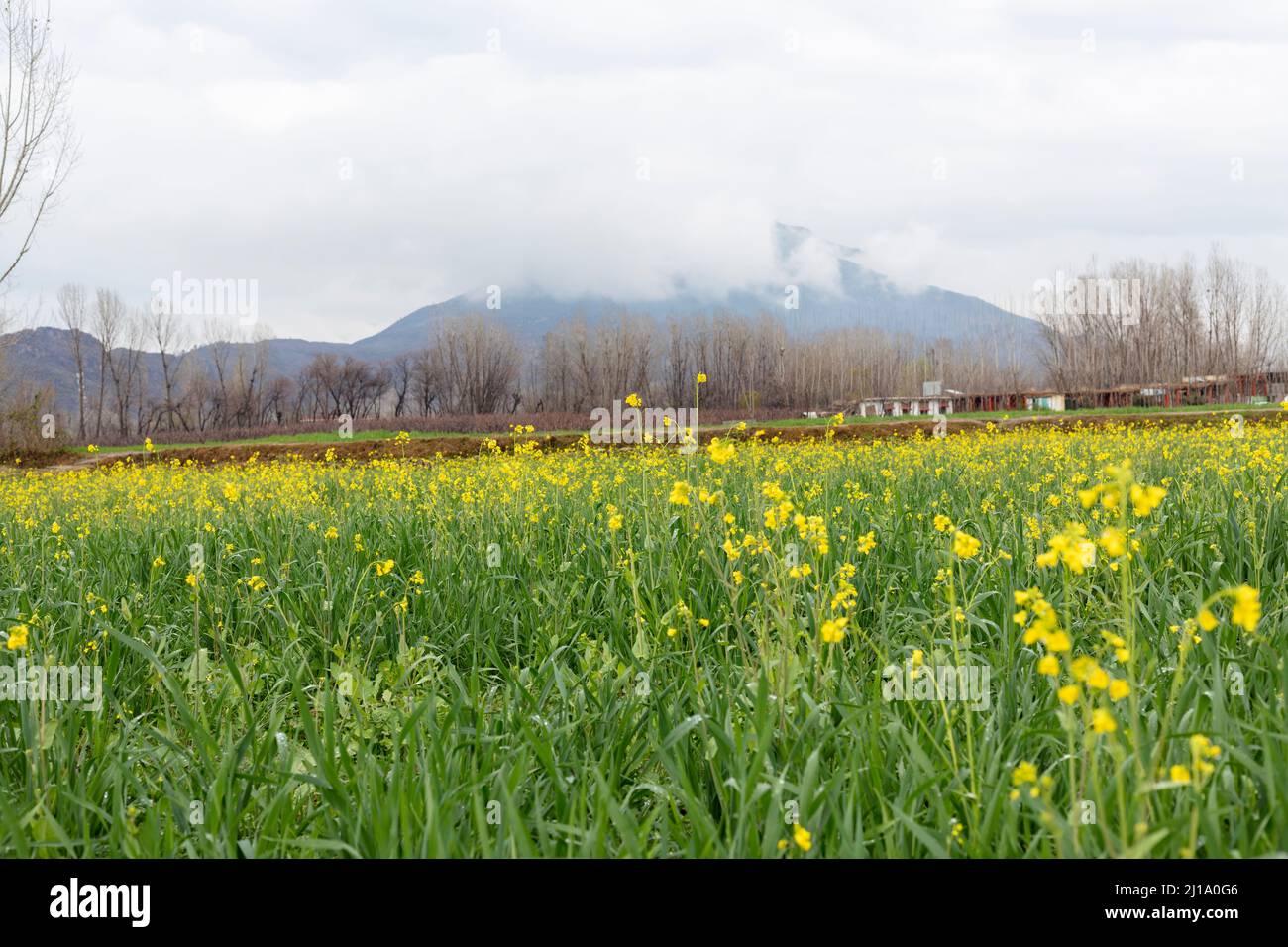 Agriculture fields in the springtime in the Swat Valley Stock Photo - Alamy