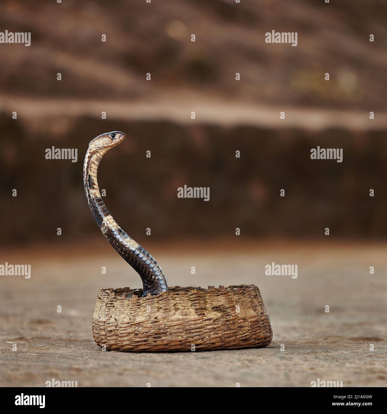 Indian spectacled Snake - Cobra, venomous Snake with its hood - lat ...