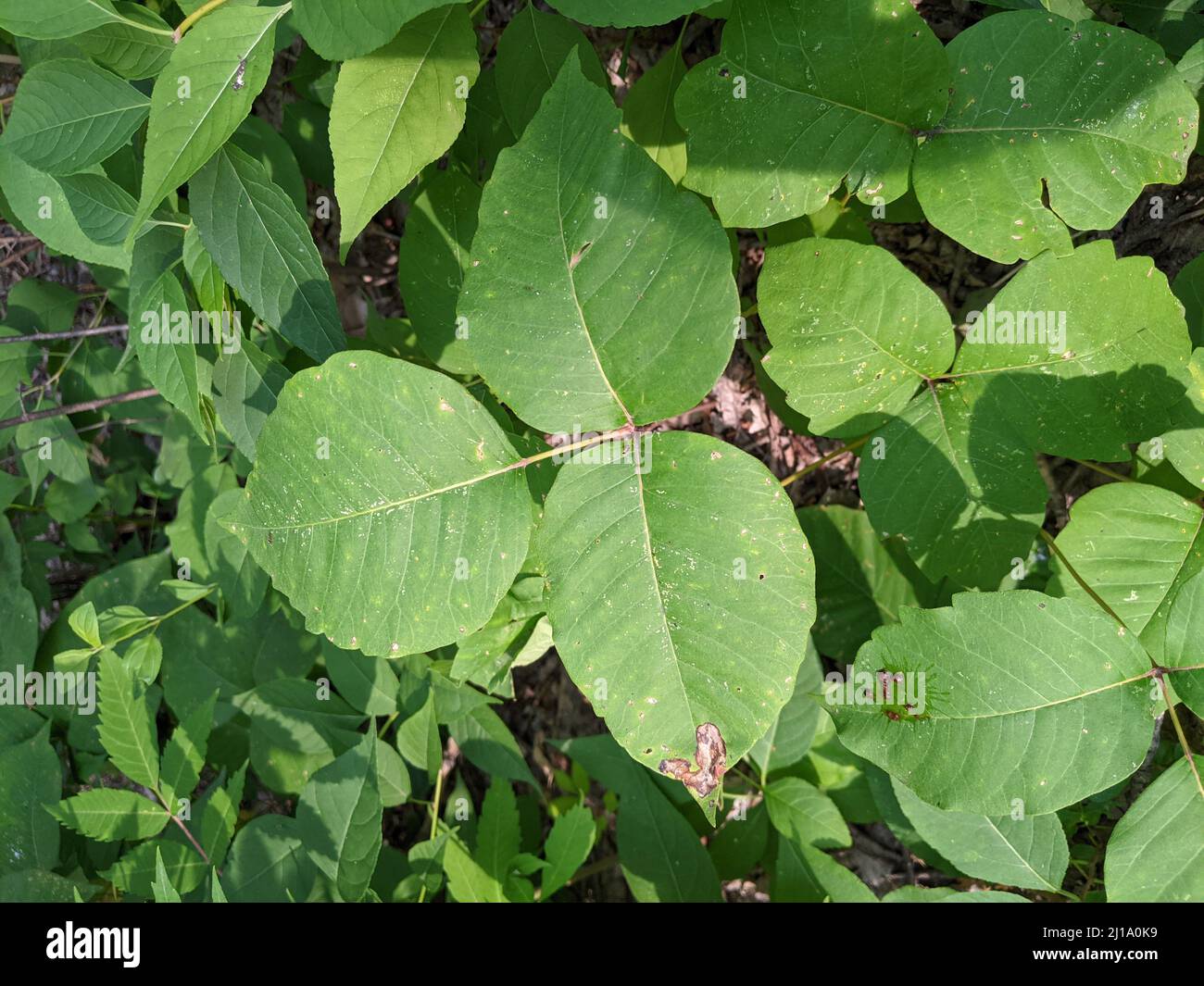 A vertical top view of the poison ivy plant leaves growing in the ...