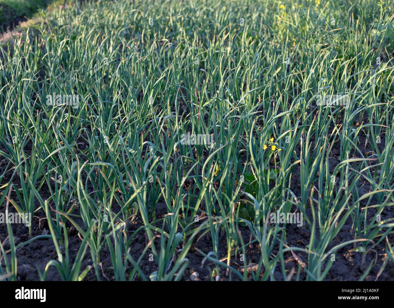 Garlic crop growing healthy in the fields Stock Photo - Alamy