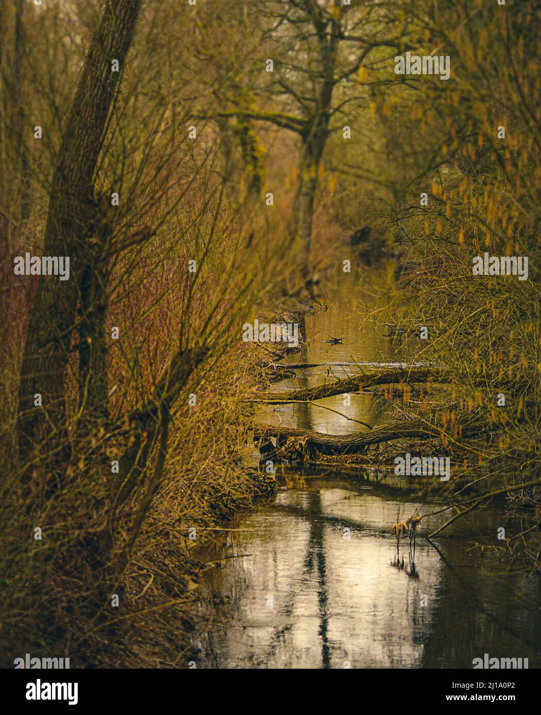 A vertical view of the forest with river and trees during autumn Stock ...