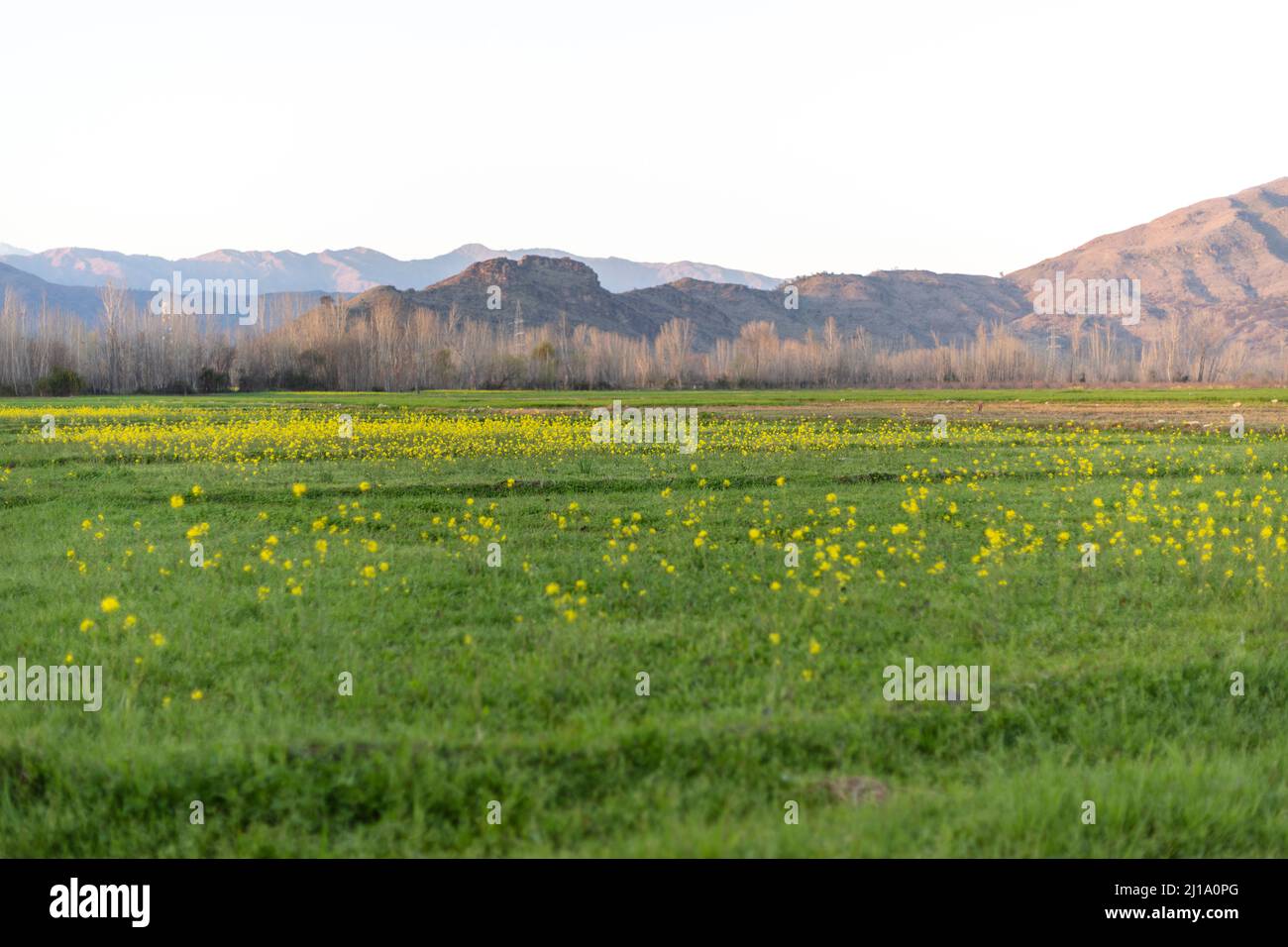 Scenic view canola fields in hi-res stock photography and images - Alamy