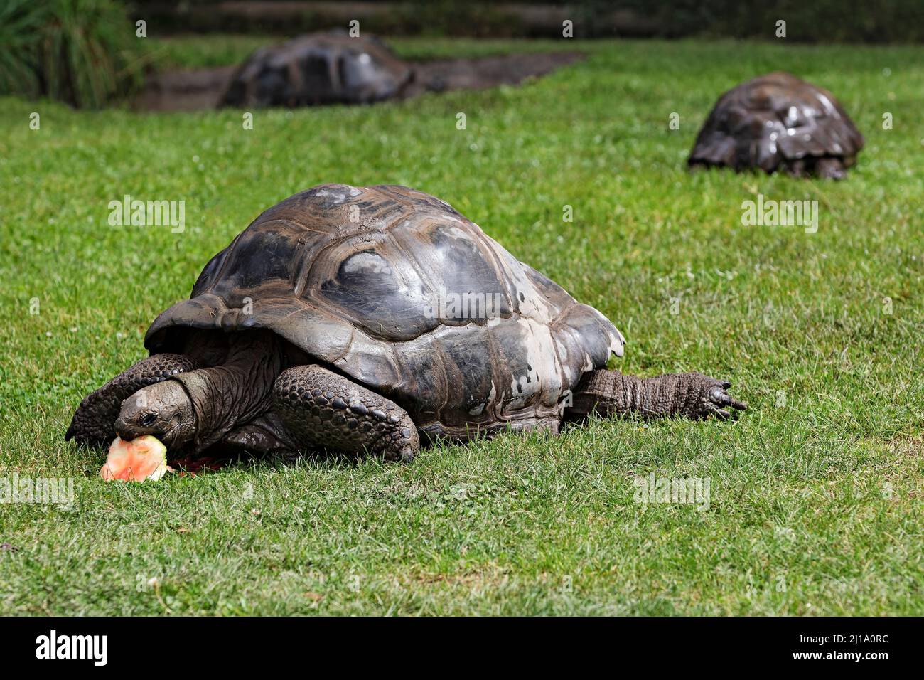 Reptiles / A Burmese Brown Tortoise being fed at the Ballarat Wildlife ...