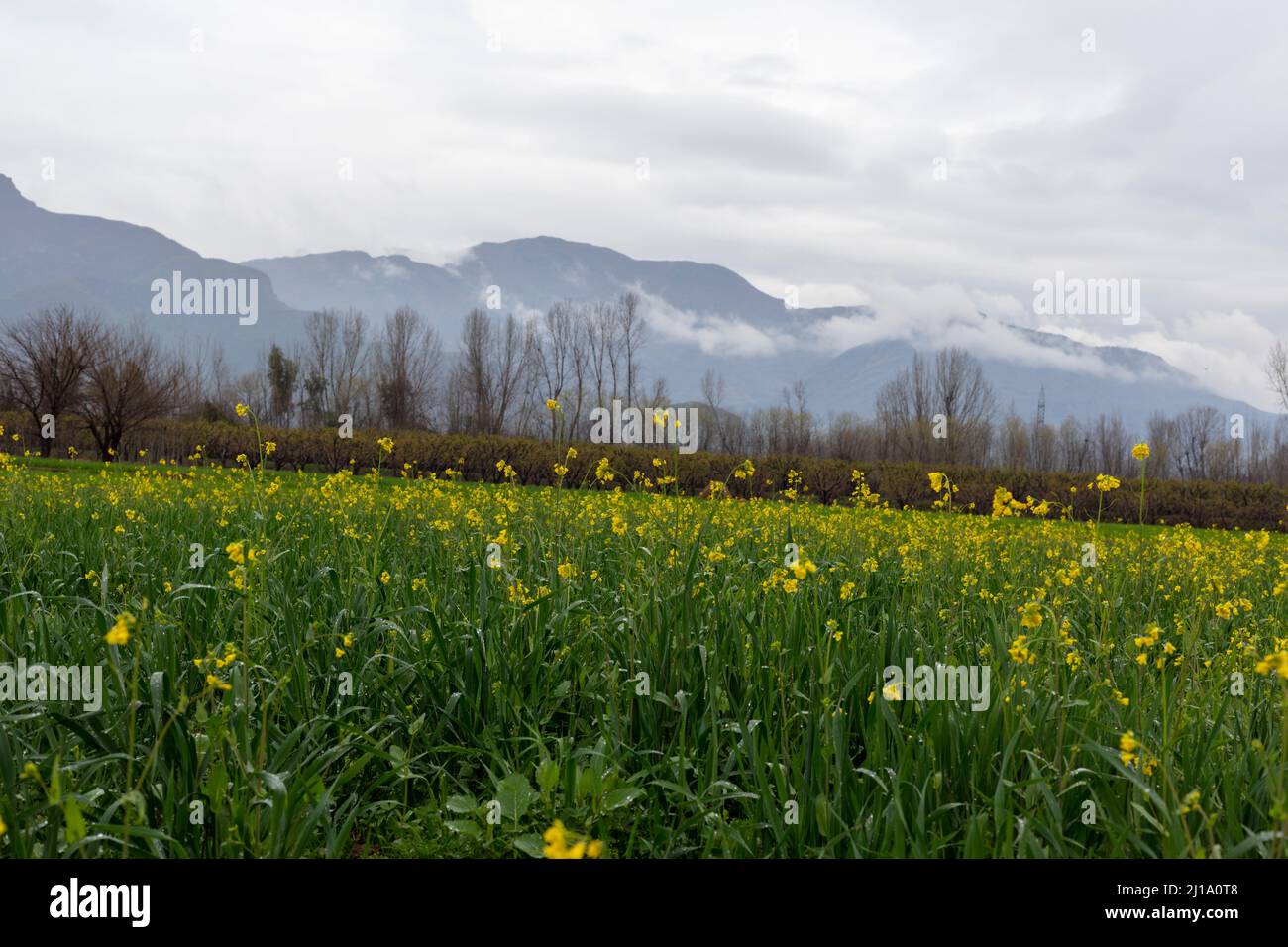 Spring in the Swat valley, Pakistan Stock Photo - Alamy