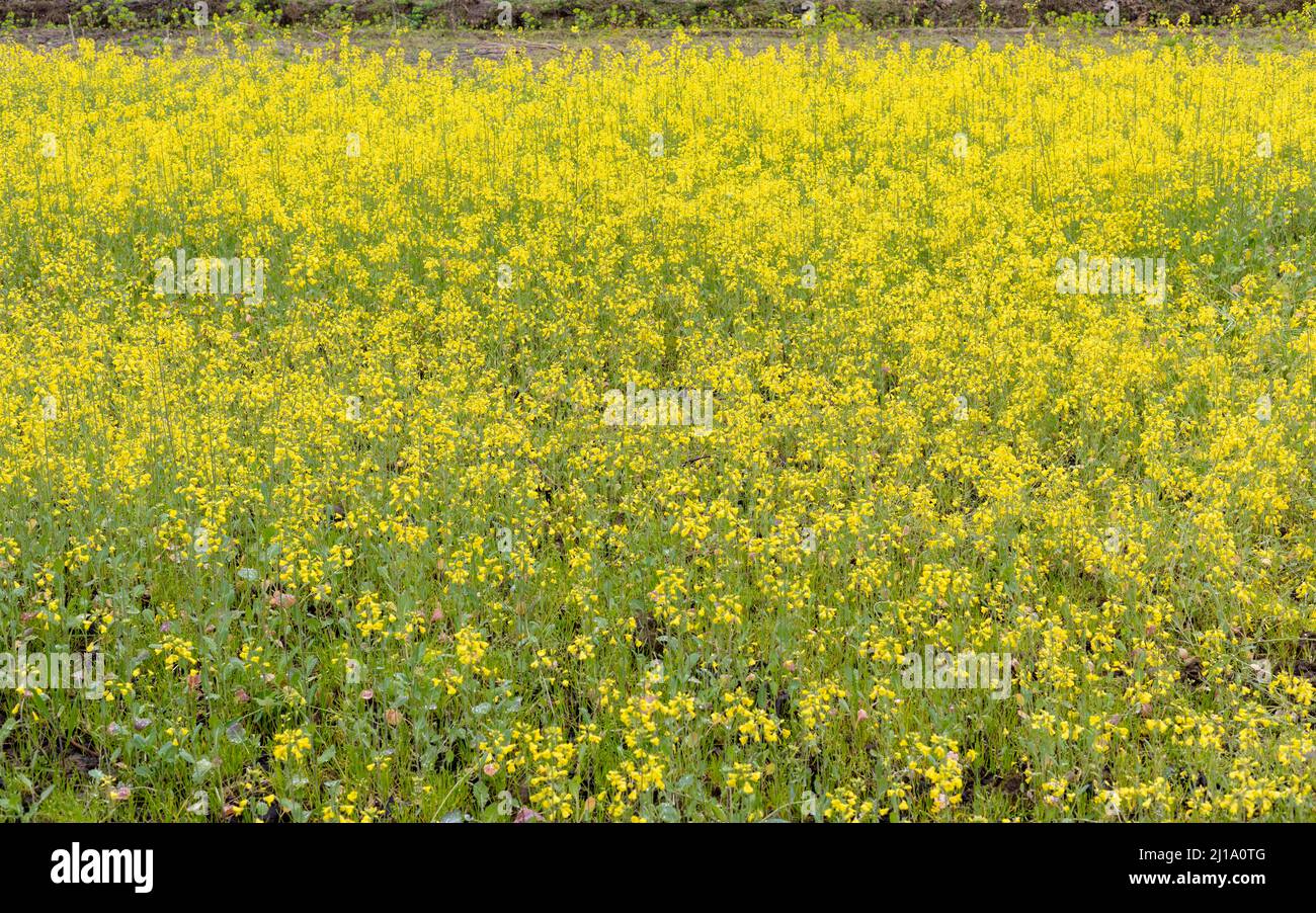 Spring colza blossom hi-res stock photography and images - Alamy