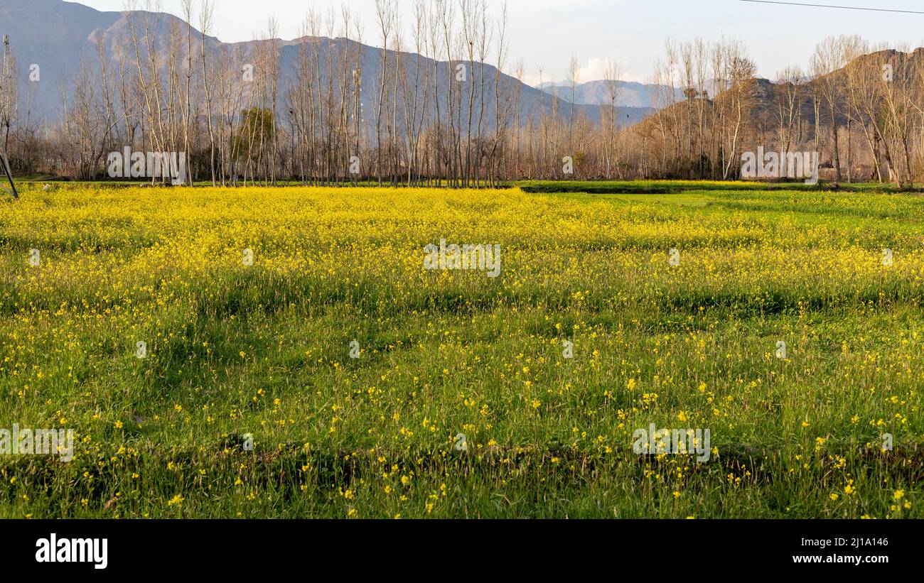 canola crop blossoms in the spring season Stock Photo - Alamy