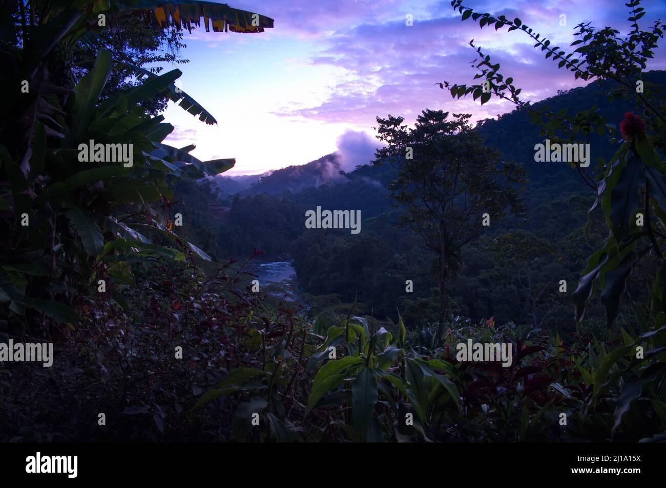 Early morning view from lodge in the jungle Stock Photo - Alamy
