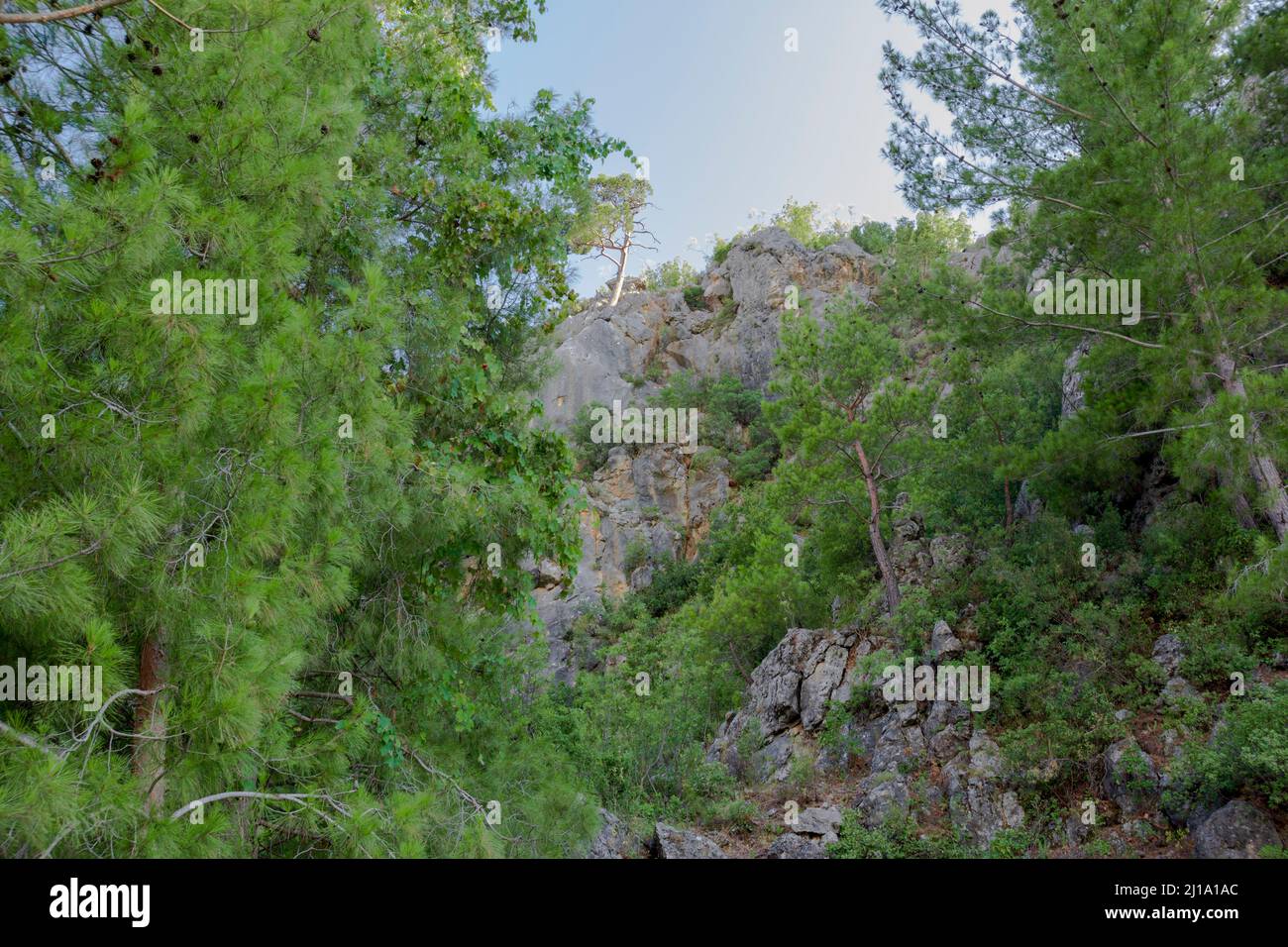 Mountain landscape among tree branches against a cloudy blue sky ...