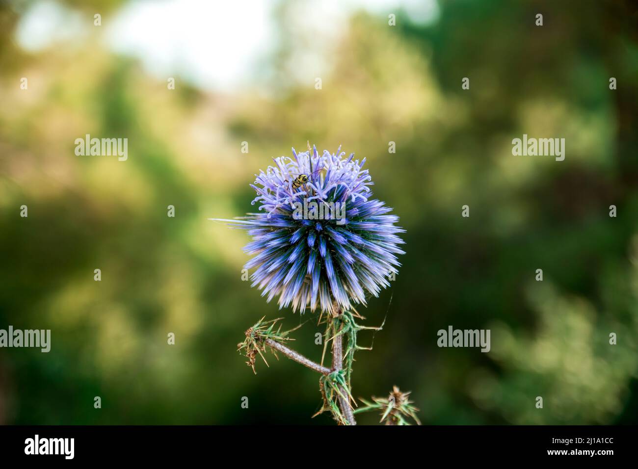 Vertical shot of a bee pollinating the echinops flower,Selective focus ...
