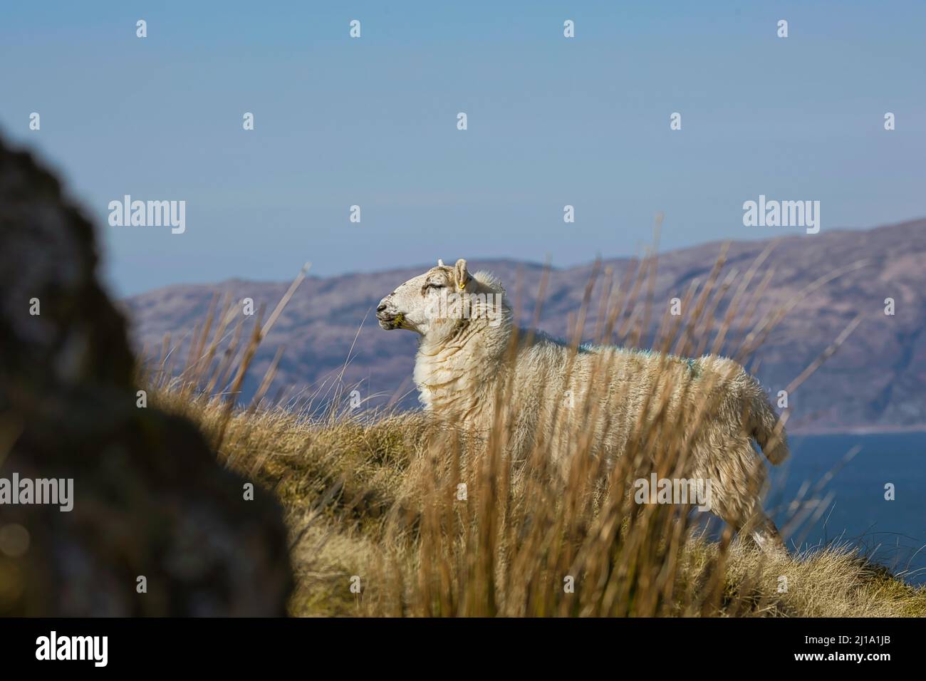 Spring. Sheep photographed from close range in the mountains Stock ...