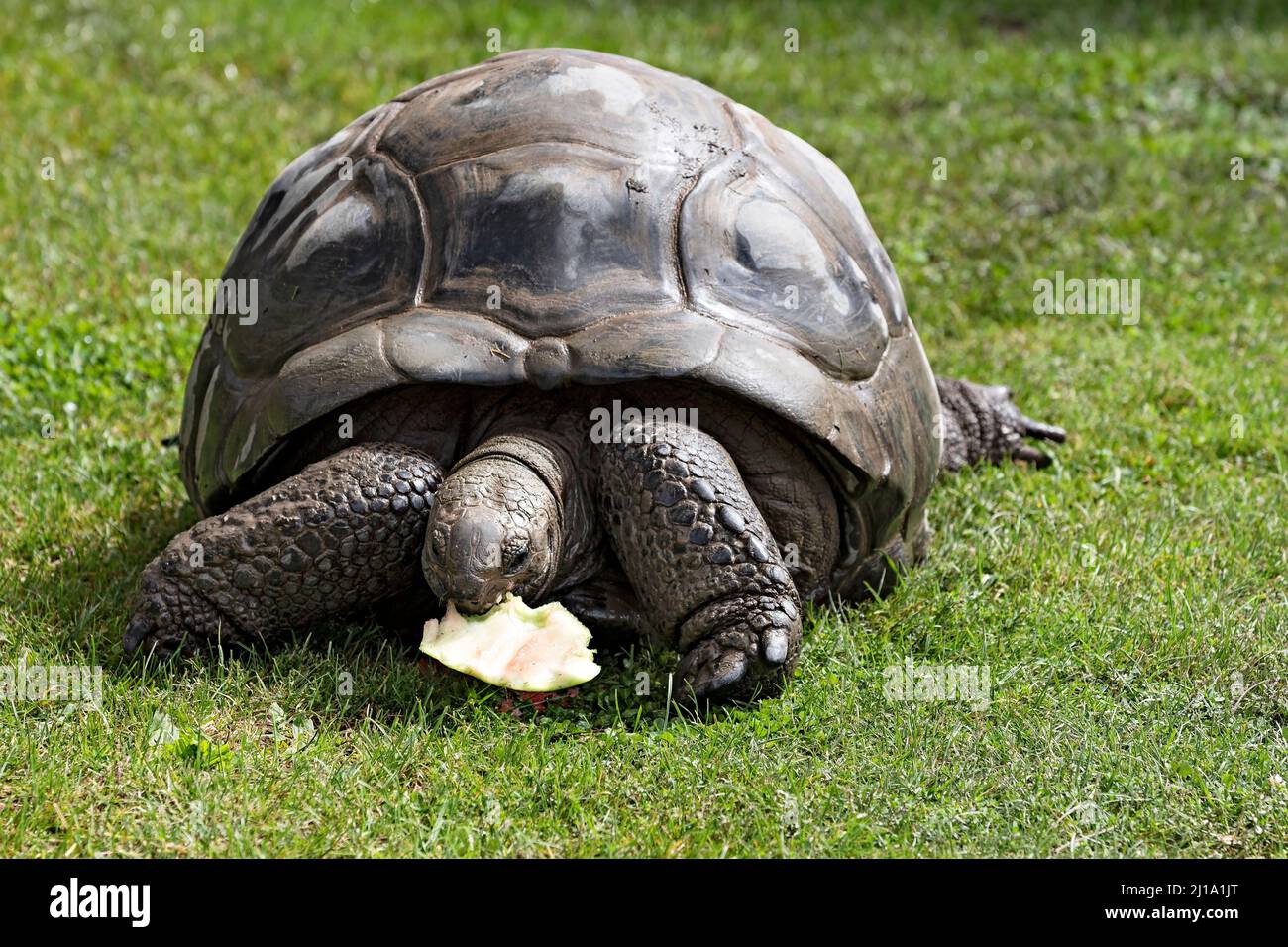 Reptiles / A Burmese Brown Tortoise being fed at the Ballarat Wildlife ...