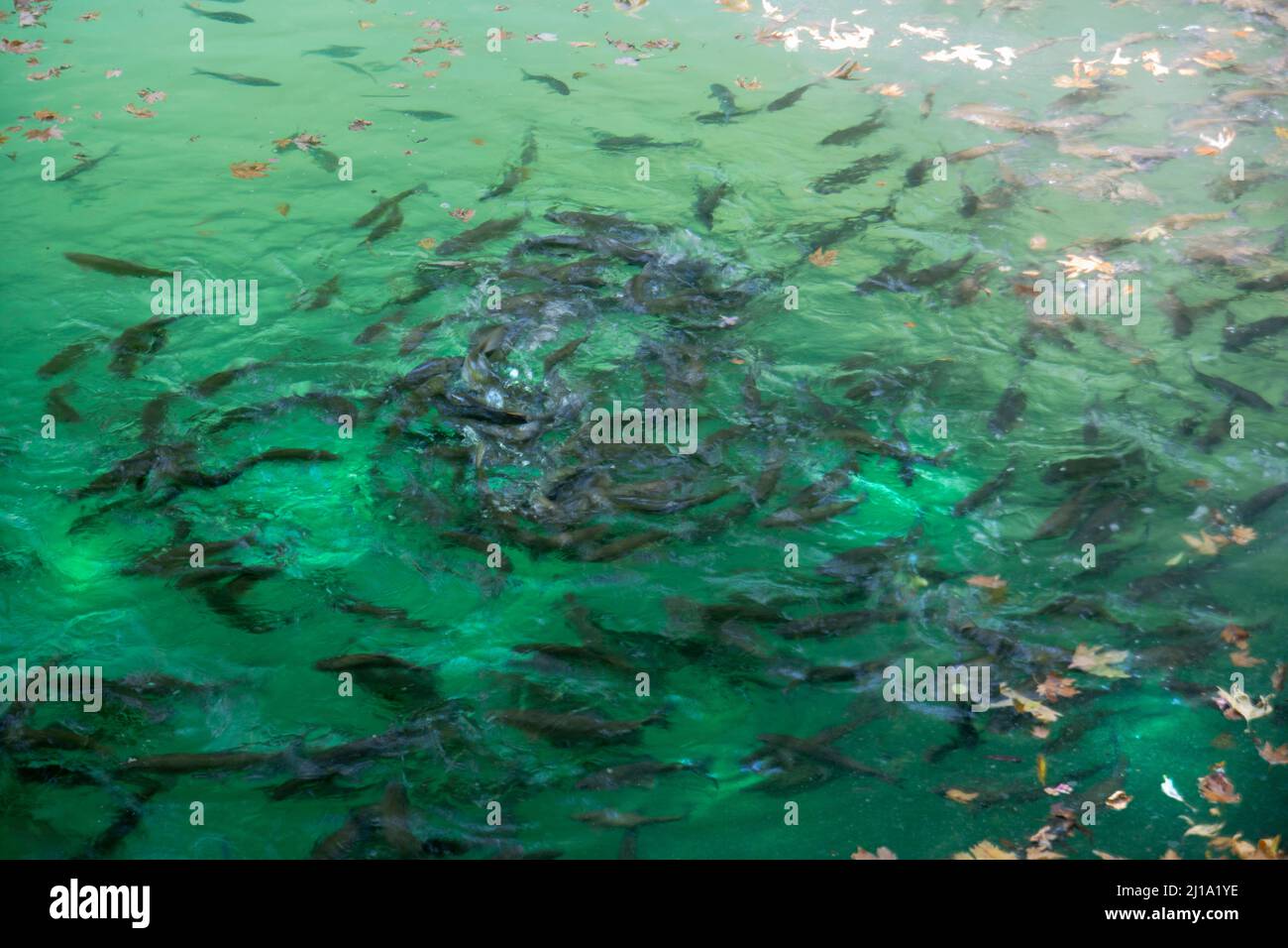 With its magnificent view, mini waterfalls, lakes and bridges, the ...