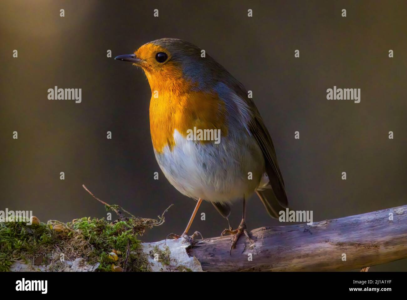 Spring. Red-breasted Robin sitting on a branch Stock Photo - Alamy