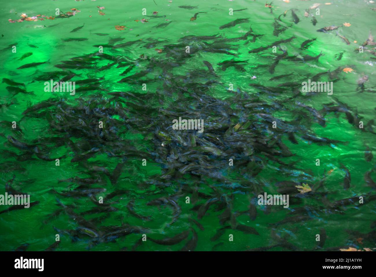 With its magnificent view, mini waterfalls, lakes and bridges, the ...