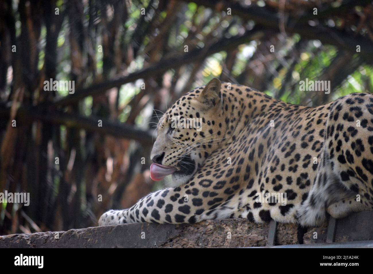 A closeup shot of leopard resting on a concrete surface in the zoo ...