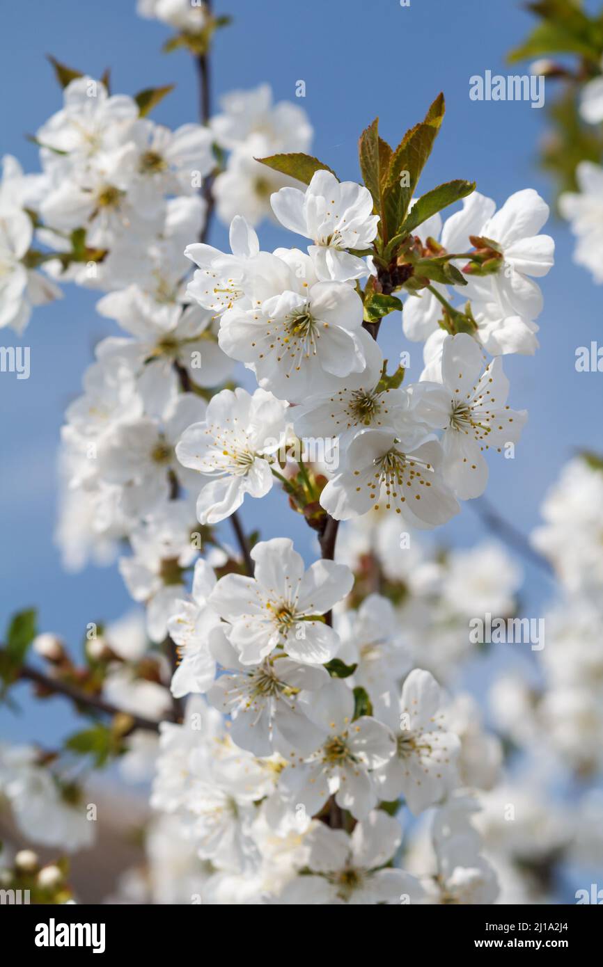 Branches of blooming plum tree in a spring orchard Stock Photo - Alamy