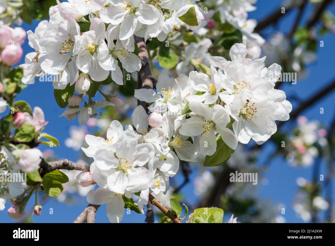 Branches of apple tree in the period of spring flowering Stock Photo ...