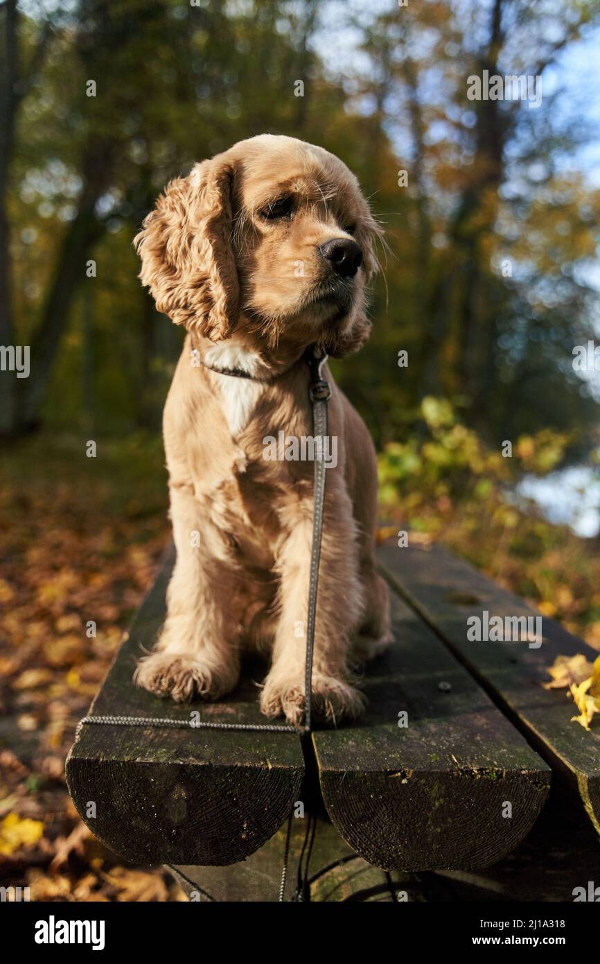 American cocker spaniel sits head hi-res stock photography and images ...