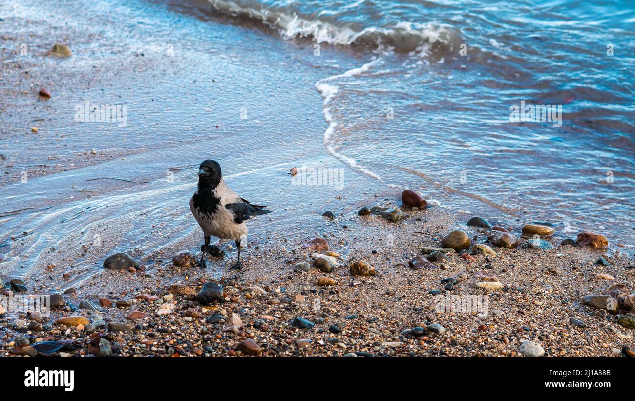Sea raven hi-res stock photography and images - Alamy