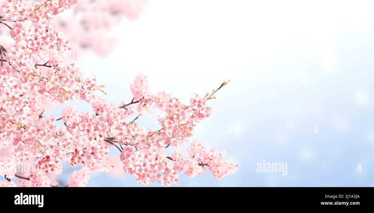 Horizontal banner with sakura flowers of pink color on sunny sky ...