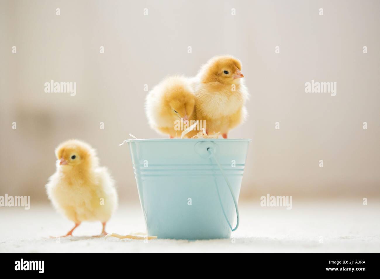 Little cute baby chicks in a bucket, playing at home, yellow newborn ...