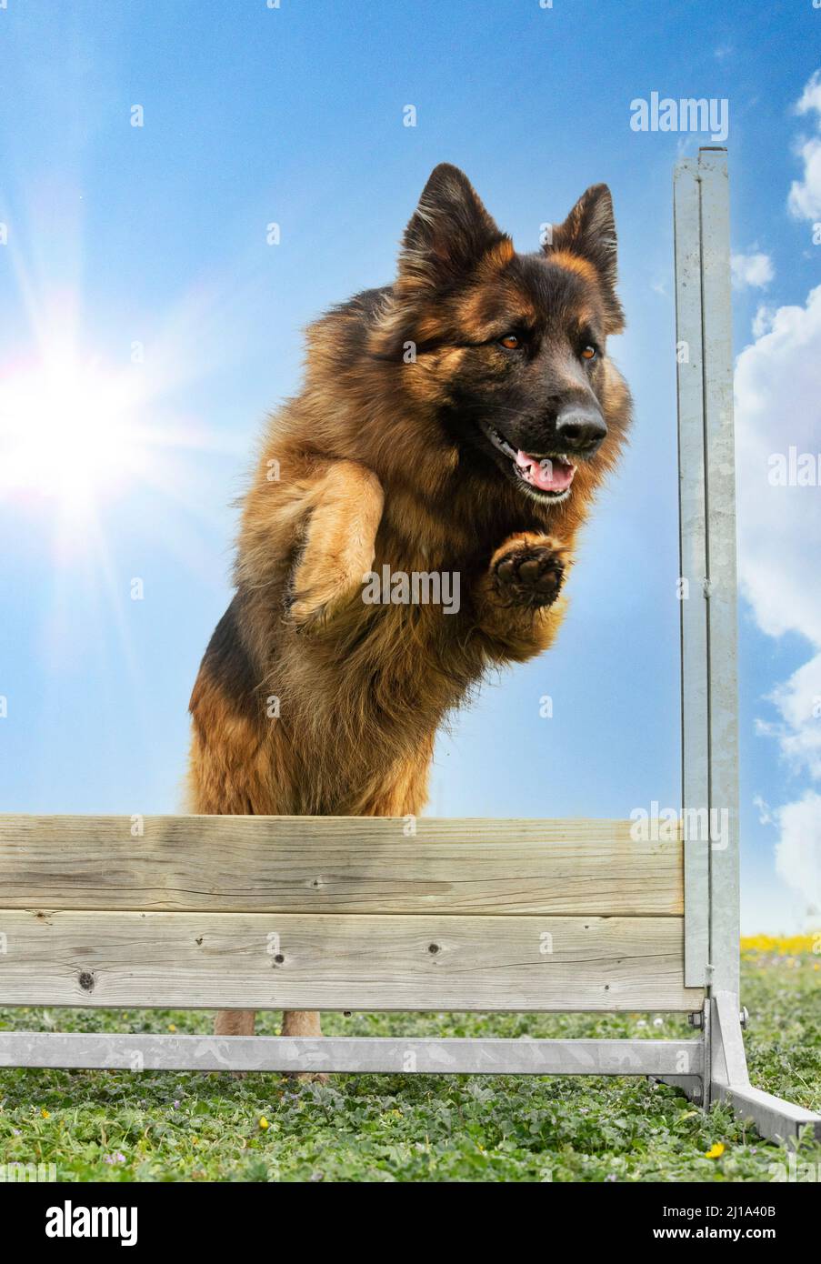 training for a german shepherd on a fence for obedience discipline ...