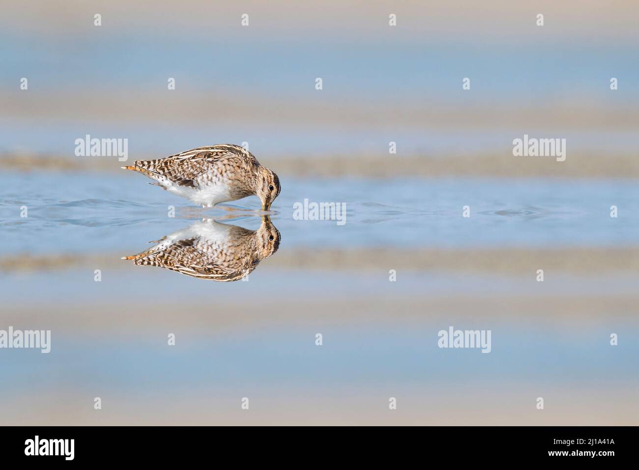 Gallingo gallinago hi-res stock photography and images - Alamy