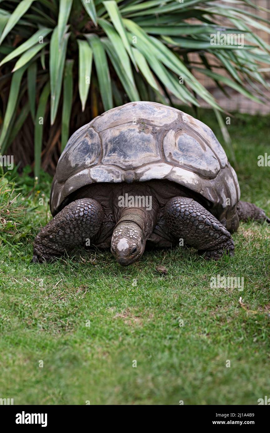 Reptiles / A Burmese Brown Tortoise being fed at the Ballarat Wildlife ...