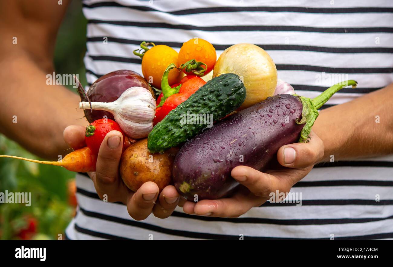 organic vegetables. Farmers hands with freshly picked vegetables ...