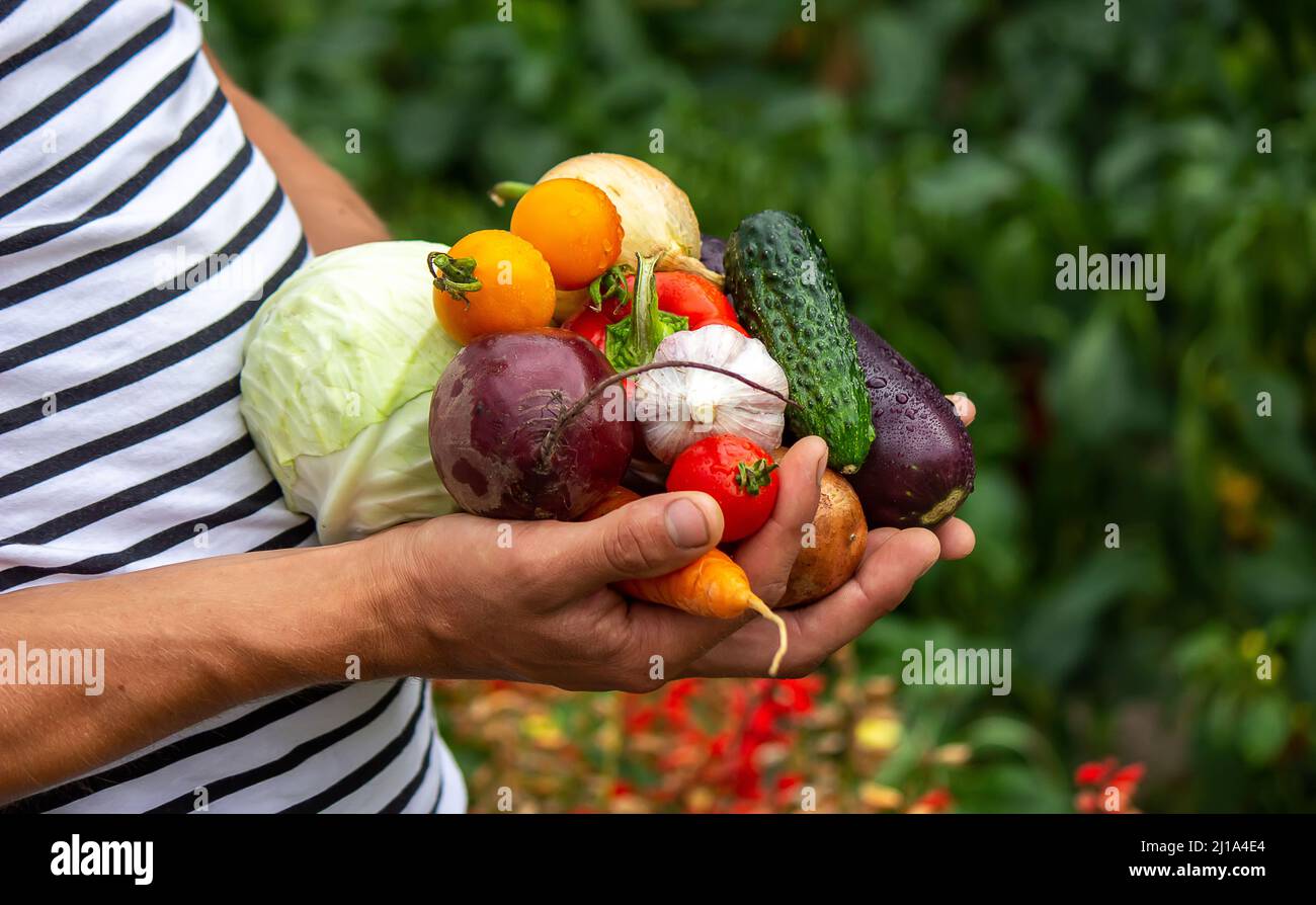 organic vegetables. Farmers hands with freshly picked vegetables ...