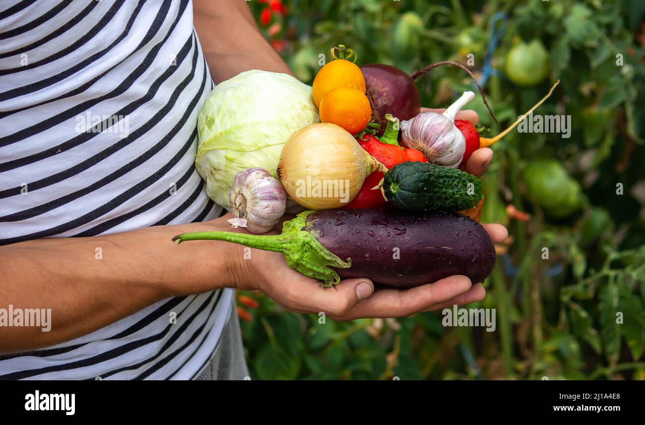 organic vegetables. Farmers hands with freshly picked vegetables ...