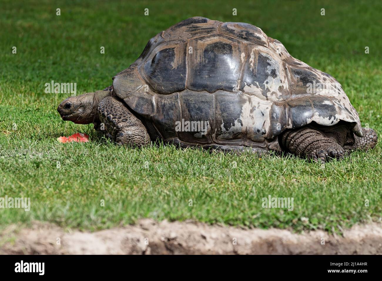 Reptiles / A Burmese Brown Tortoise being fed at the Ballarat Wildlife ...