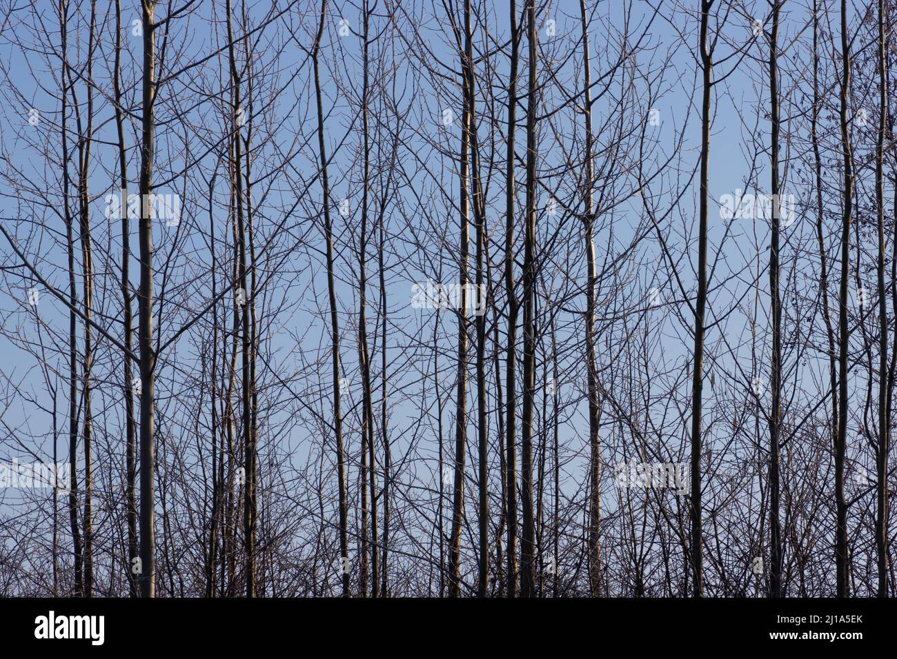 Thin tree trunks for vertical natural background Stock Photo - Alamy
