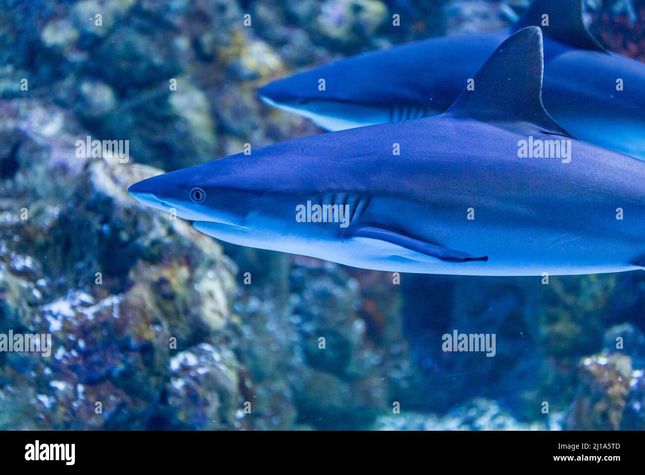 Two reef sharks hi-res stock photography and images - Alamy