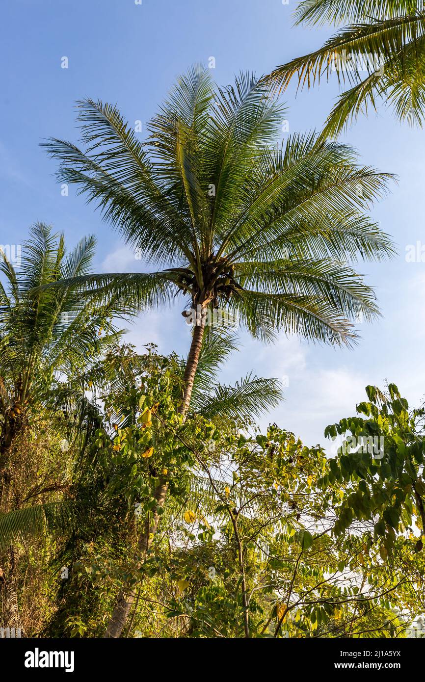 Coconut Palm Tree rises to the Blue Summer Sky, Daintree, Australia ...