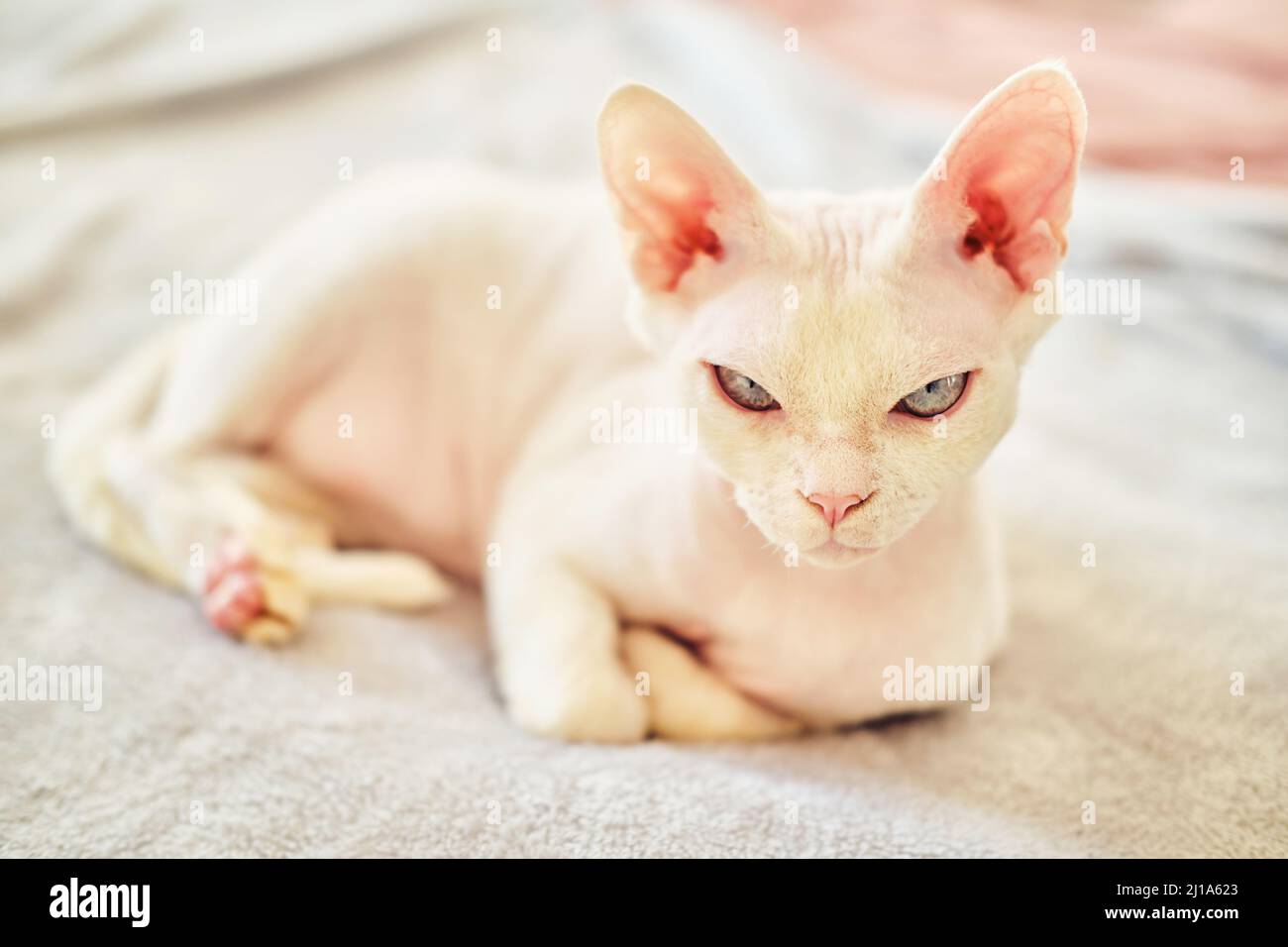 Sphynx cat blue eye hi-res stock photography and images - Alamy