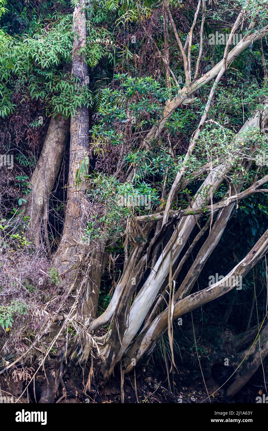 Rainforest trees hi-res stock photography and images - Alamy