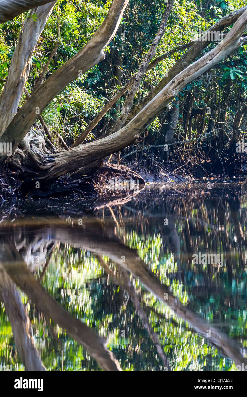 Trees and their Reflection at Shore of Daintree River in Rainforest ...