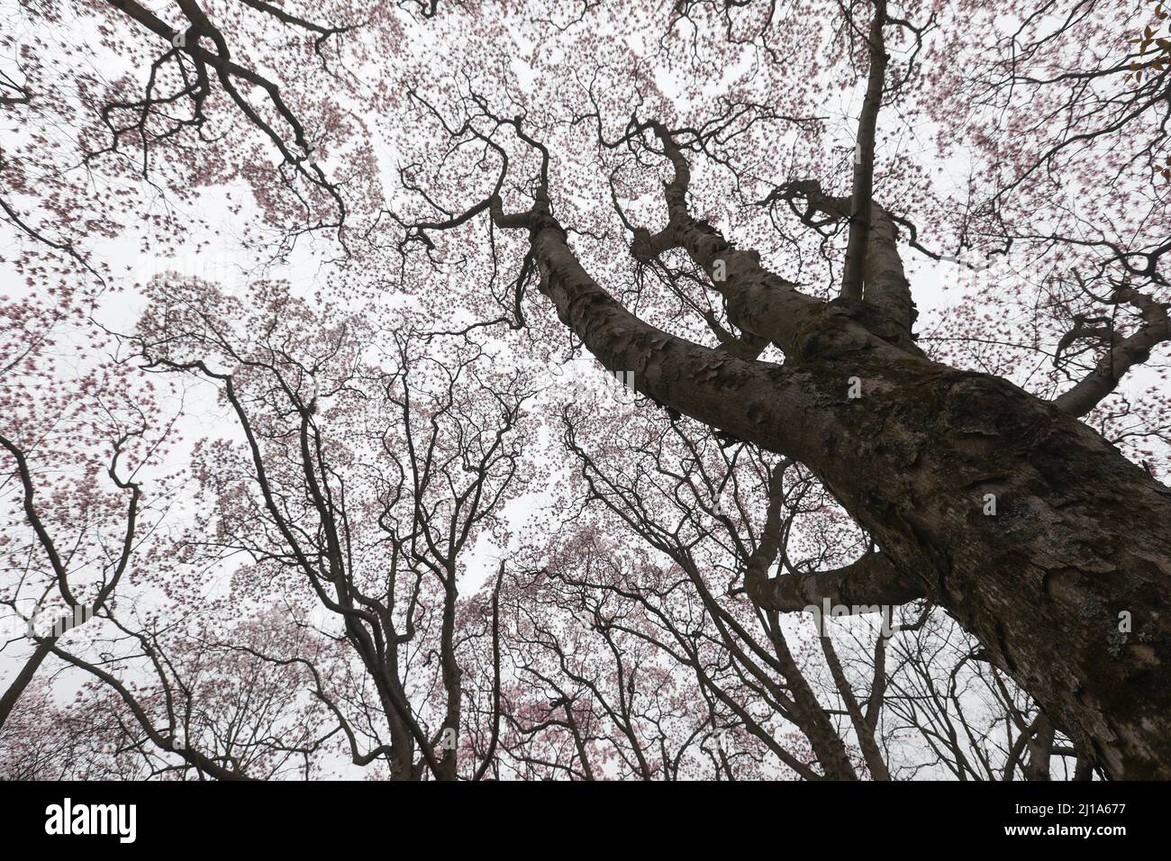 Jiangyou. 23rd Mar, 2022. Photo taken on March 23, 2022 shows magnolia ...