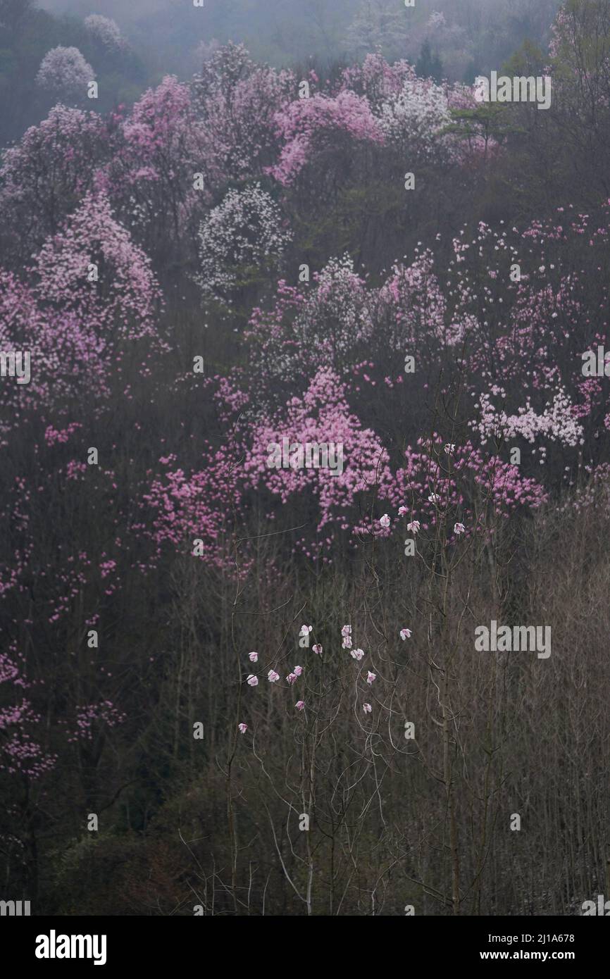 Jiangyou. 23rd Mar, 2022. Photo taken on March 23, 2022 shows magnolia ...