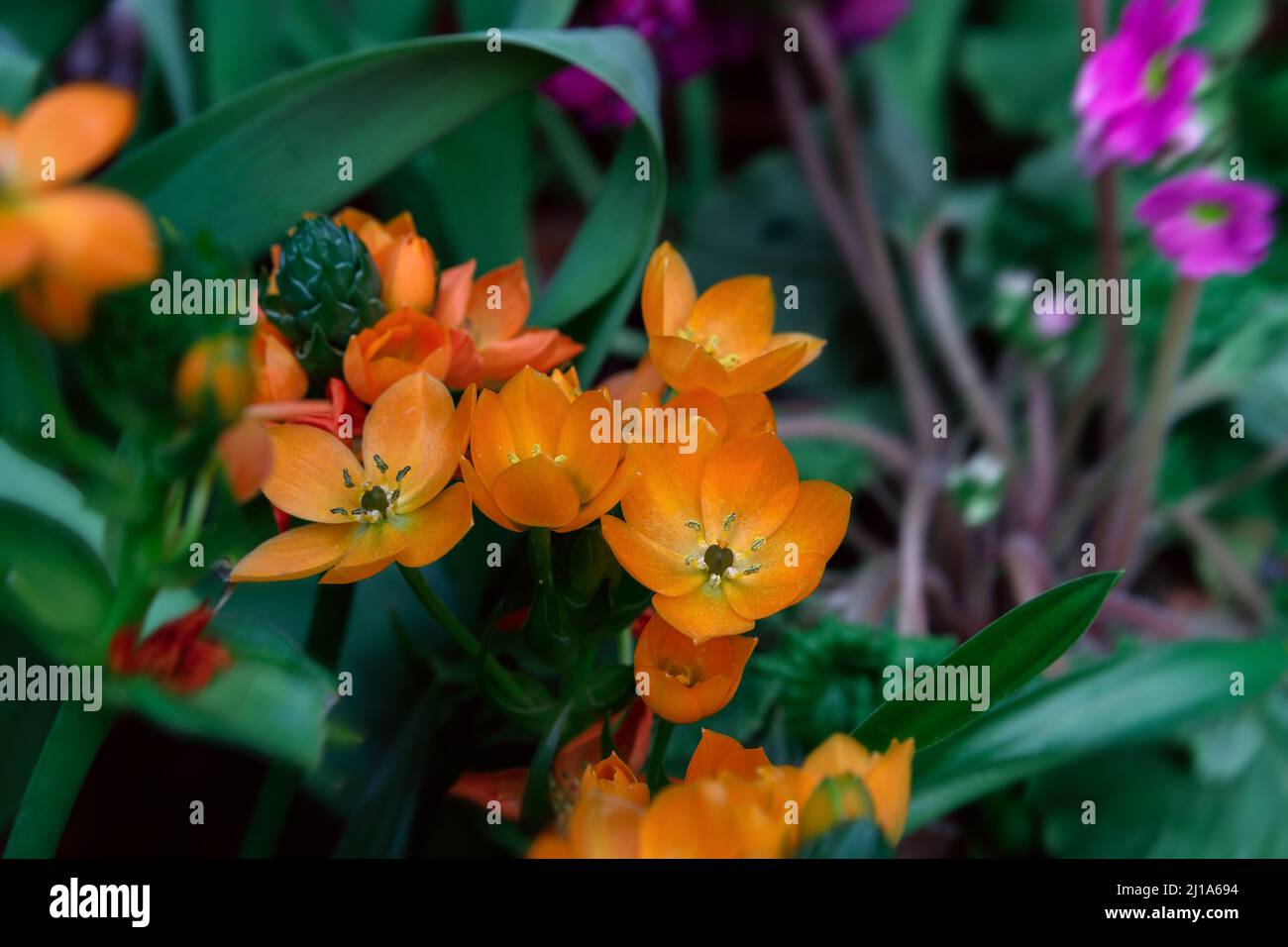 Bright orange spring flowers on a background of green leaves. Orange ...