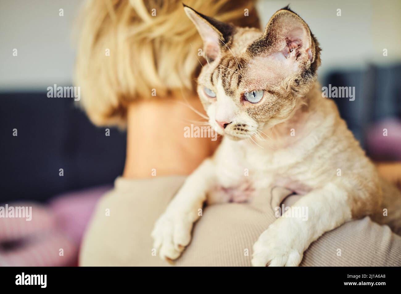 Sphynx cat blue eye hi-res stock photography and images - Alamy