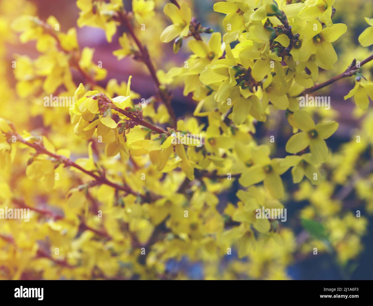 Natural background of yellow spring flowers. Closeup of blooming ...