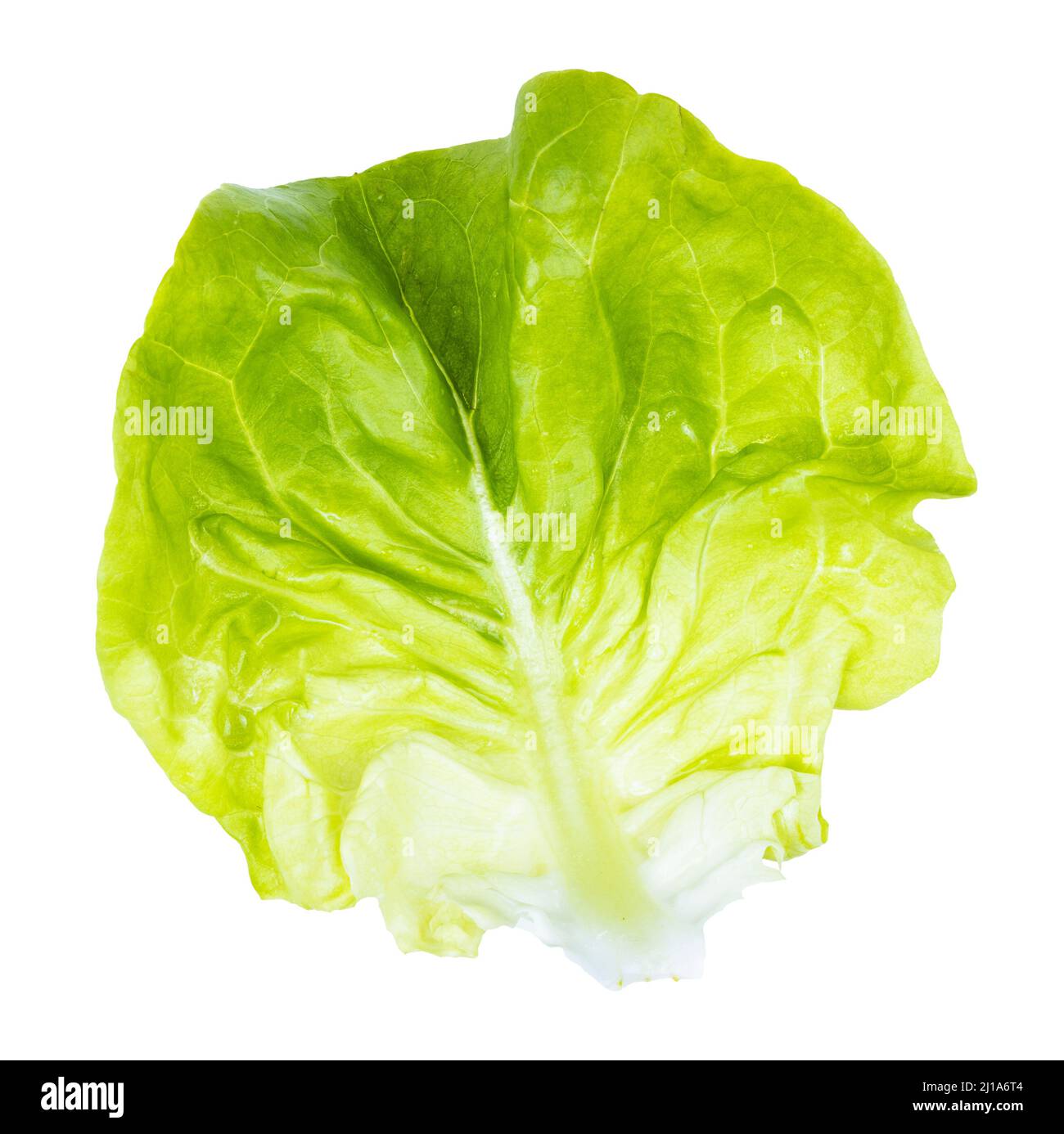 fresh single leaf of butterhead lettuce isolated on white background ...