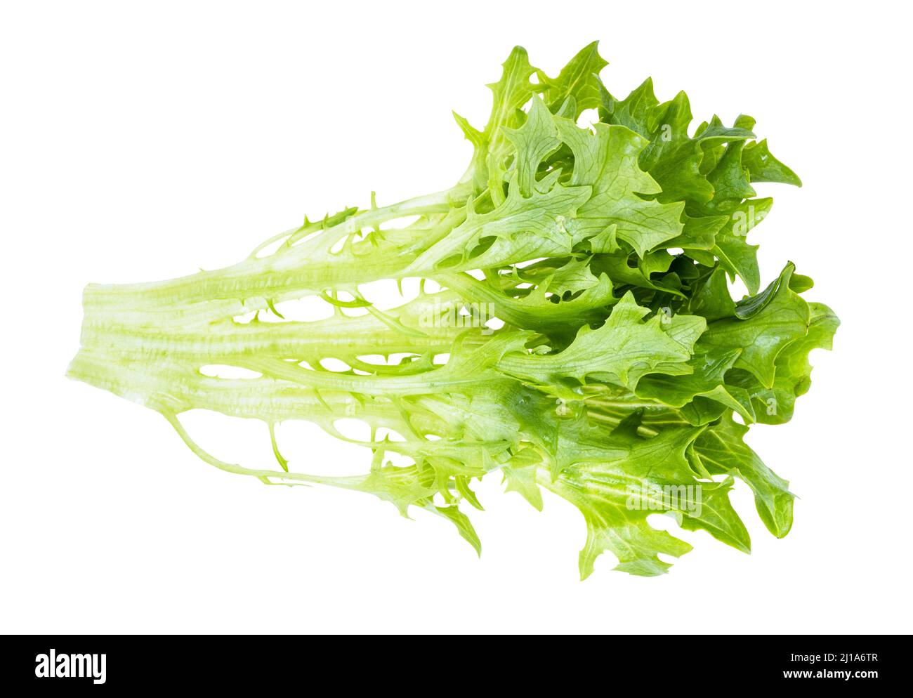 Endive chicory cichorium endivia hi-res stock photography and images ...